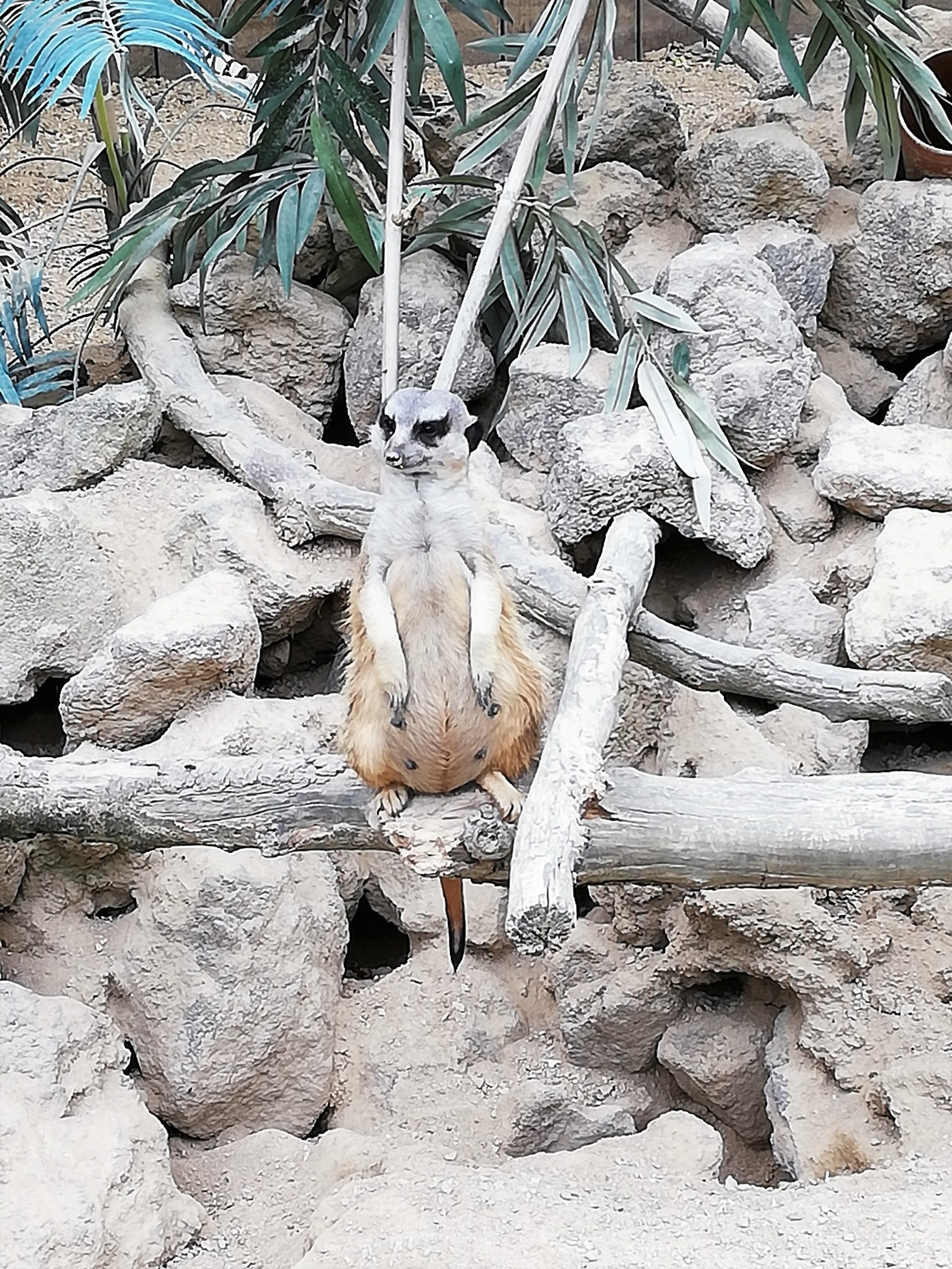 Le Mont Mosan - My Magic Moment